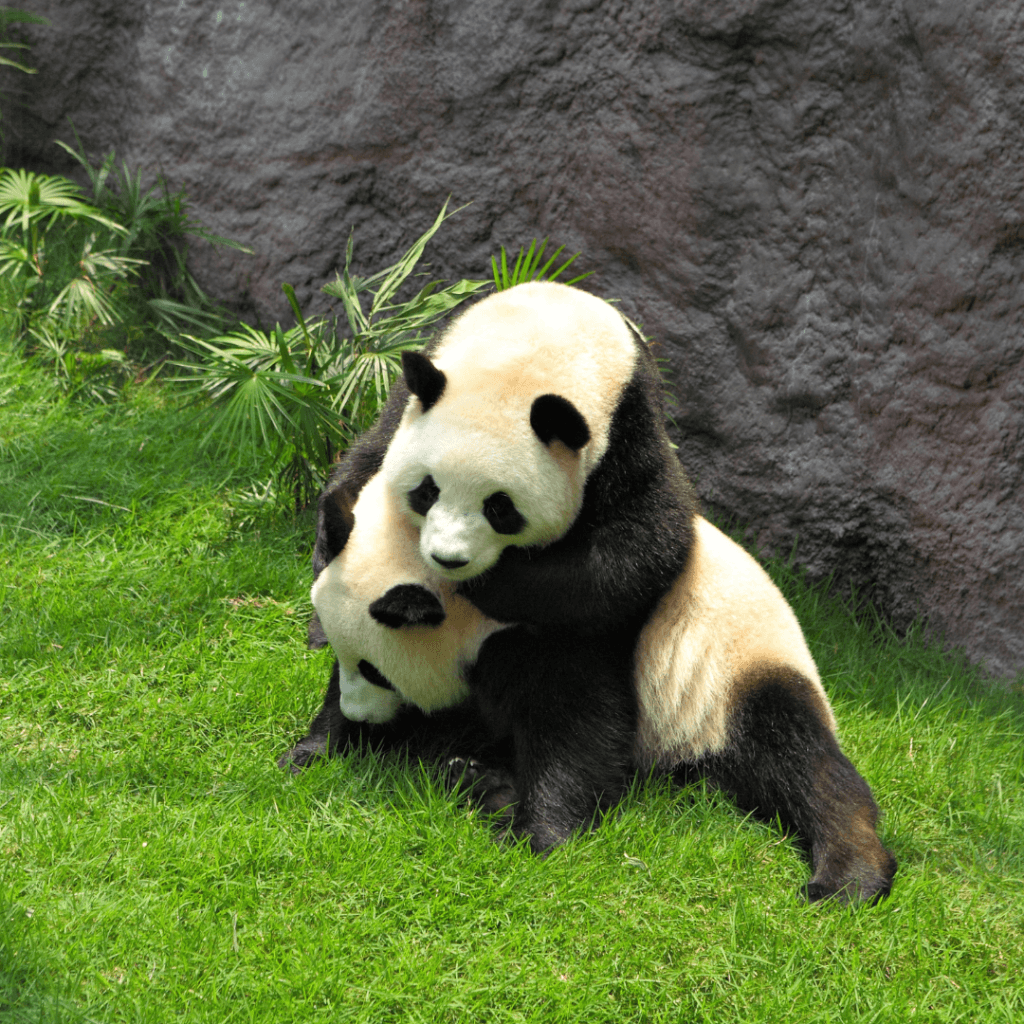 Best Ways To Save Animal Lives | Updated In May 2025