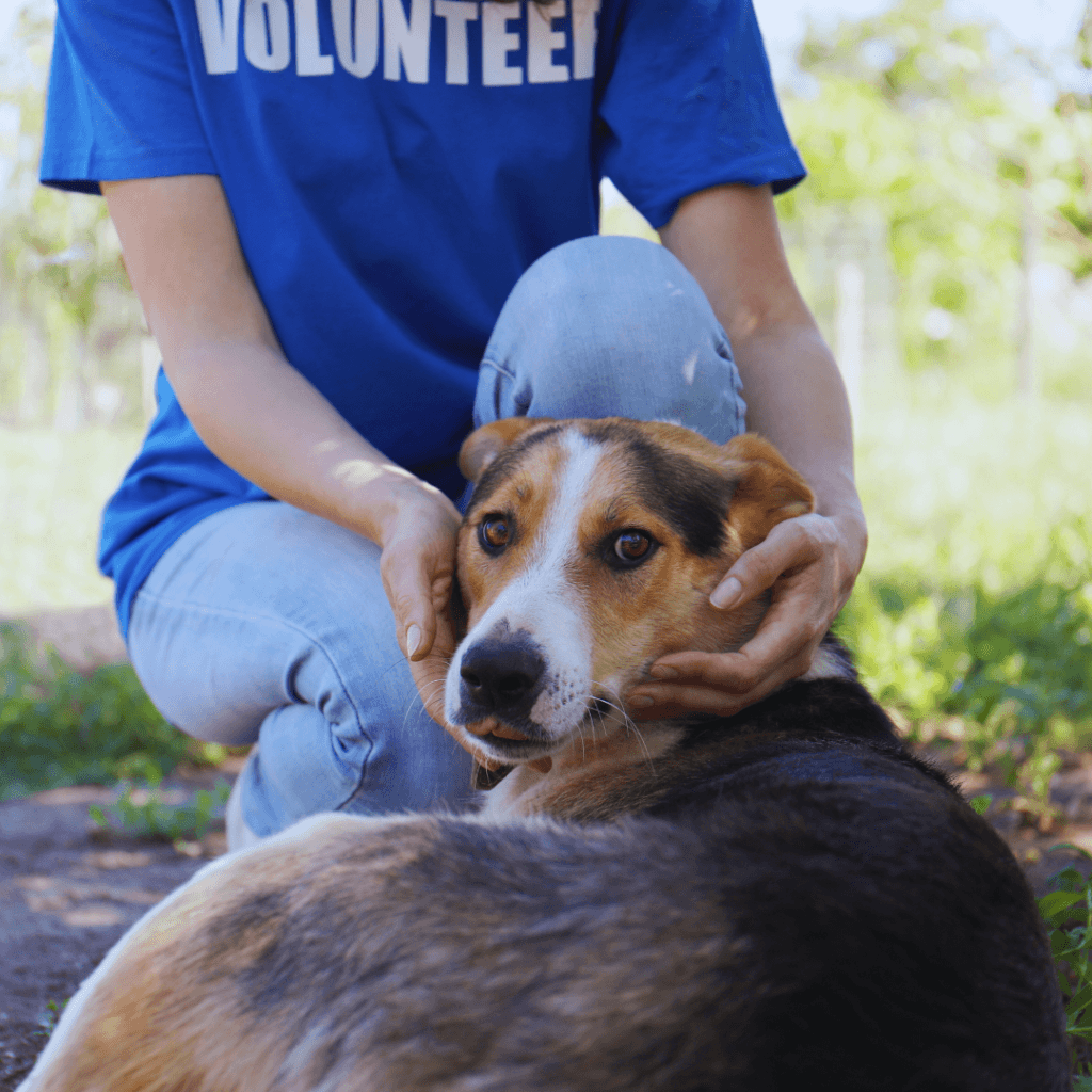 Animal Rights Vs Animal Welfare: Key Differences