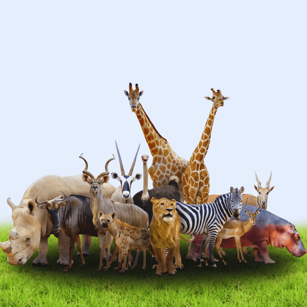 Animal Rights Vs Animal Welfare | Updated In 2025